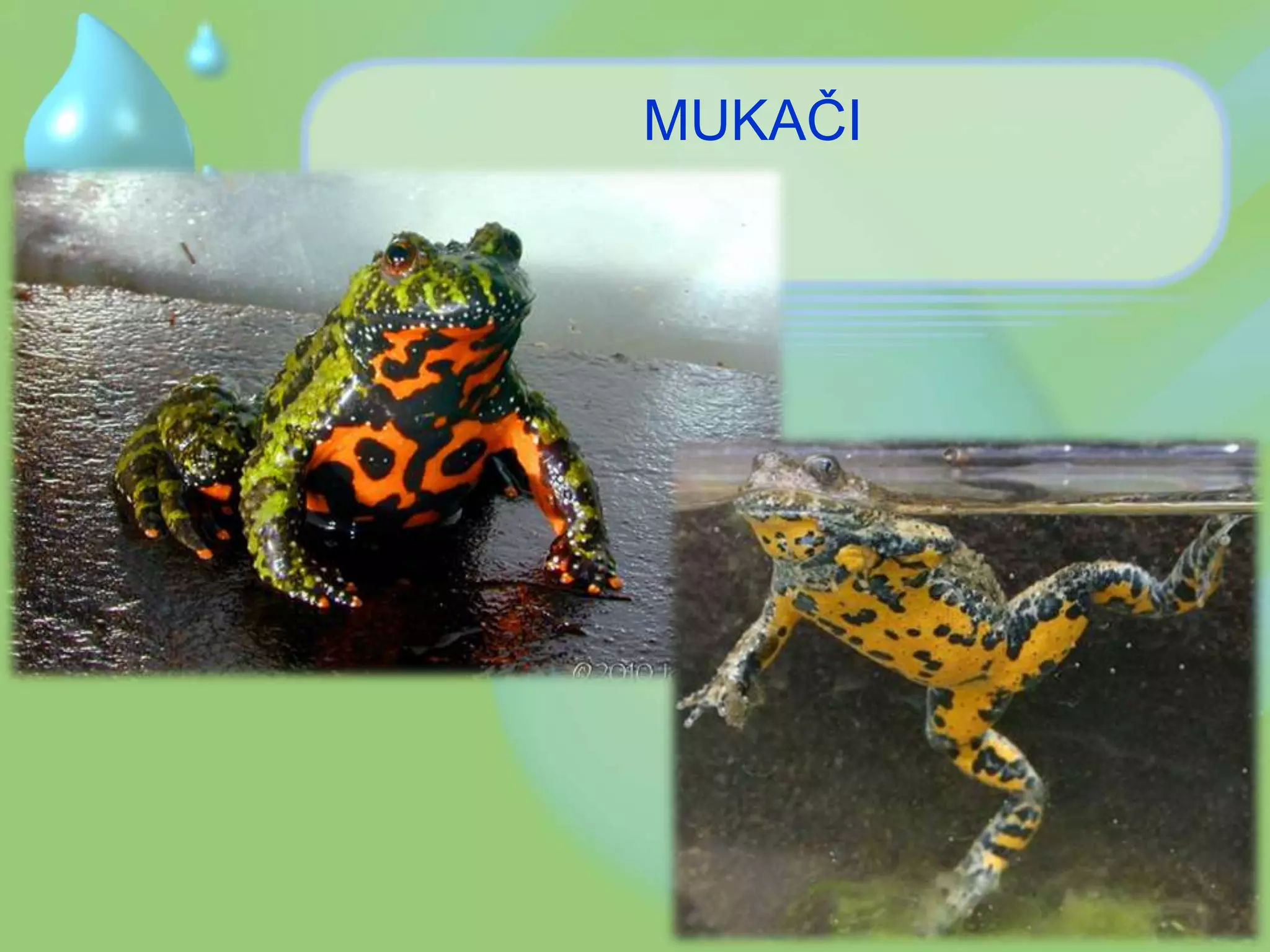 VODOZEMCI (AMPHIBIA).pptx