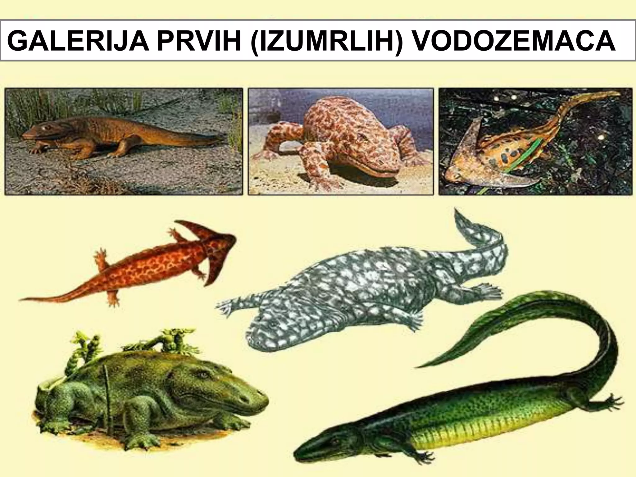 VODOZEMCI (AMPHIBIA).pptx
