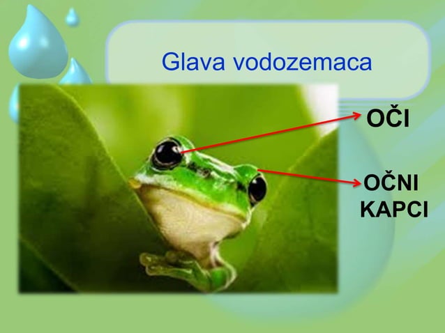 VODOZEMCI (AMPHIBIA).pptx