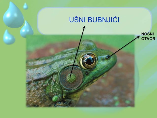 VODOZEMCI (AMPHIBIA).pptx