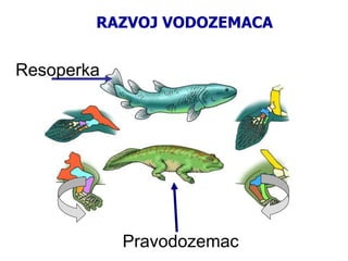 VODOZEMCI (AMPHIBIA).pptx