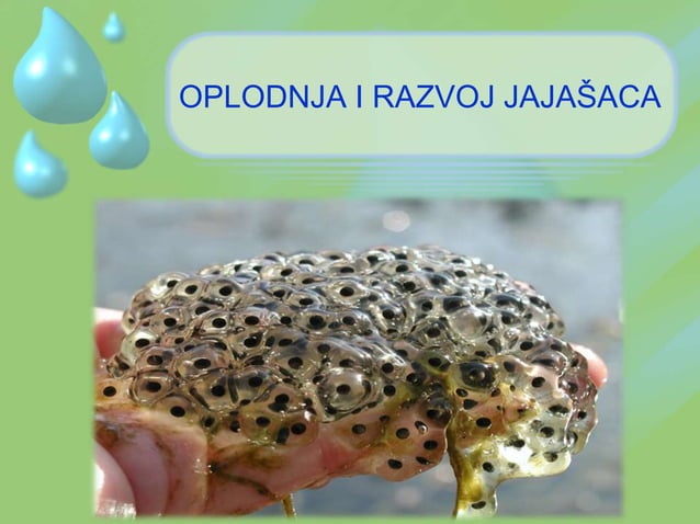 VODOZEMCI (AMPHIBIA).pptx