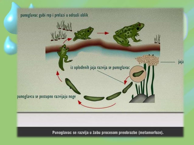 VODOZEMCI (AMPHIBIA).pptx