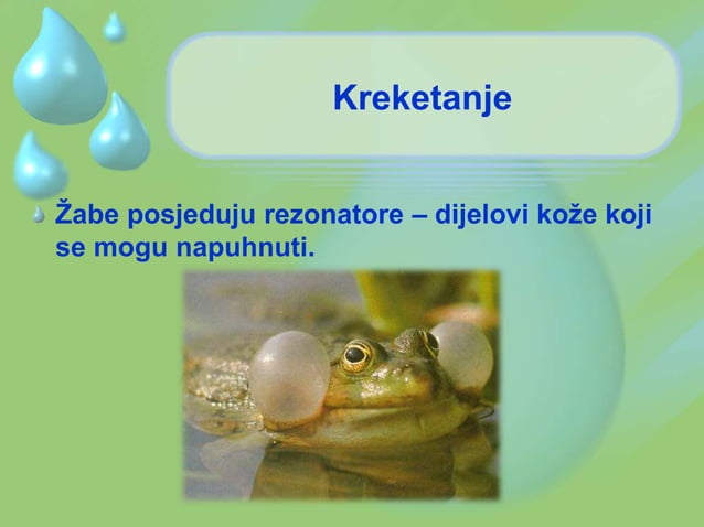 VODOZEMCI (AMPHIBIA).pptx