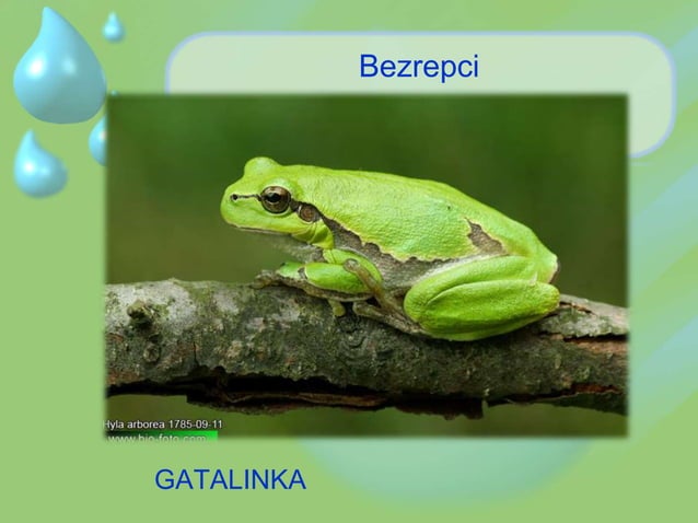 VODOZEMCI (AMPHIBIA).pptx