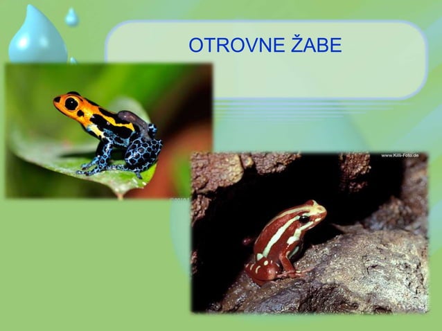 VODOZEMCI (AMPHIBIA).pptx