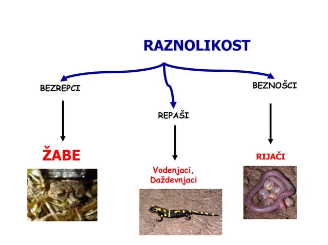 VODOZEMCI (AMPHIBIA).pptx