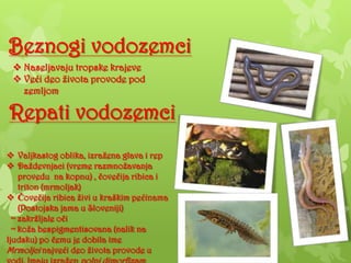 Vodozemci i gmizavci, VI razred | PPTX