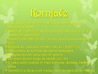 Vodozemci i gmizavci | PPTX