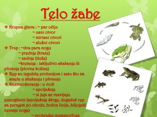 Vodozemci i gmizavci | PPTX