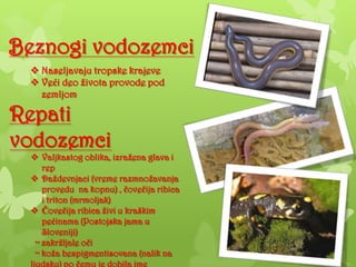 Vodozemci i gmizavci | PPT