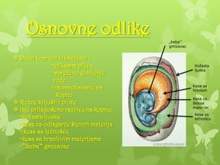 Vodozemci i gmizavci | PPT