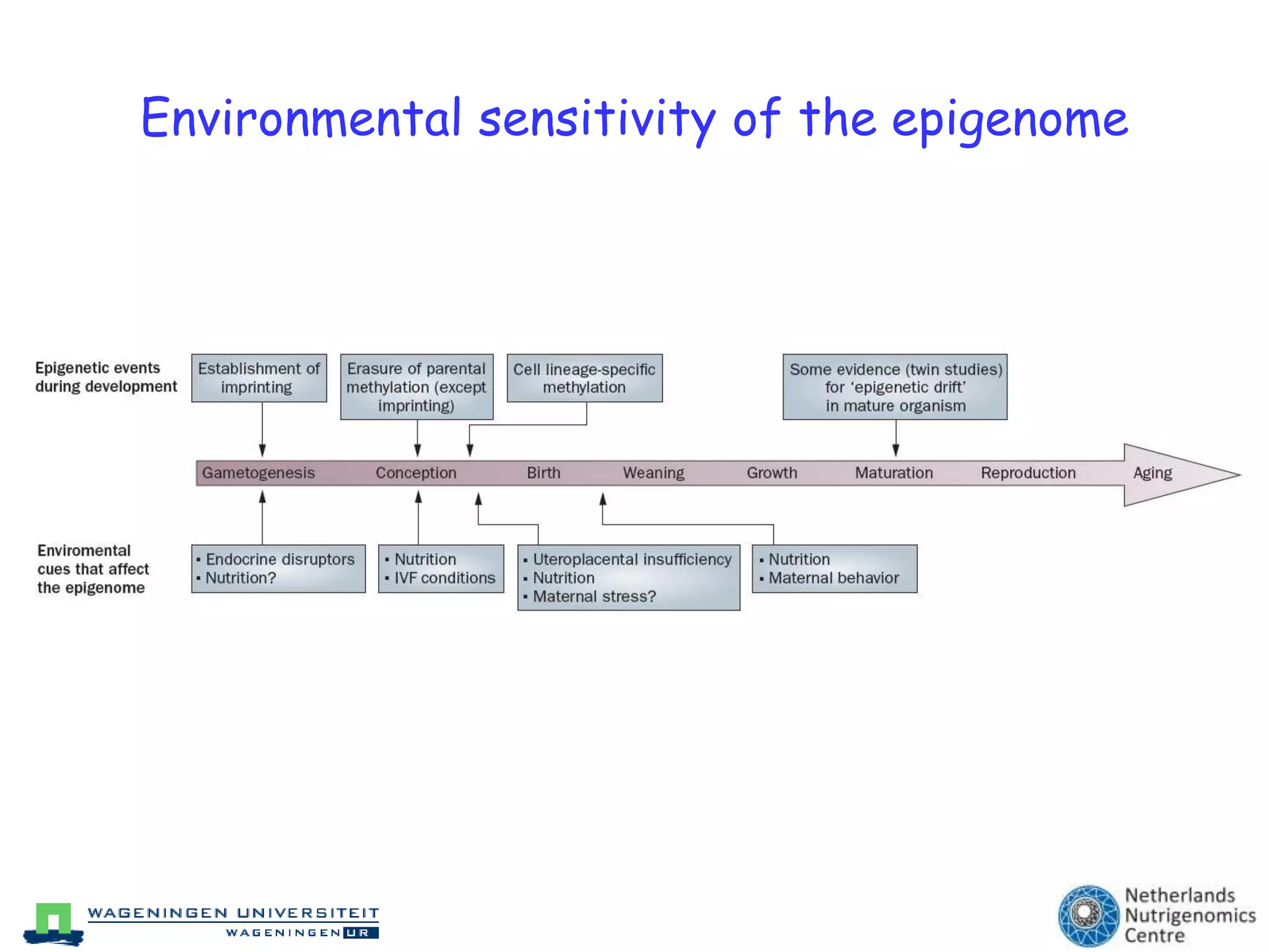 Short intro epigenetics & nutrigenomics& the early impact of nutrition | PPTX