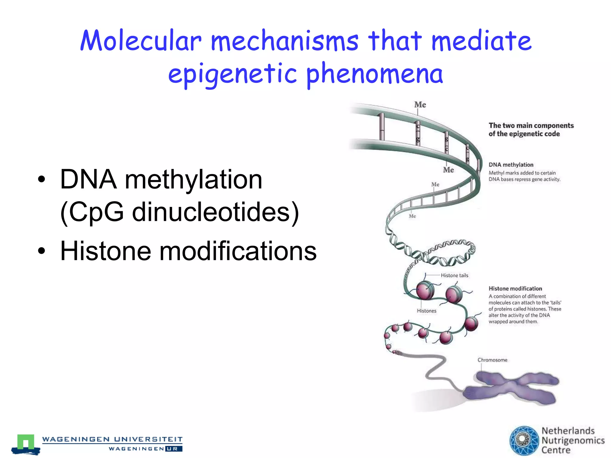 Short intro epigenetics & nutrigenomics& the early impact of nutrition | PPTX