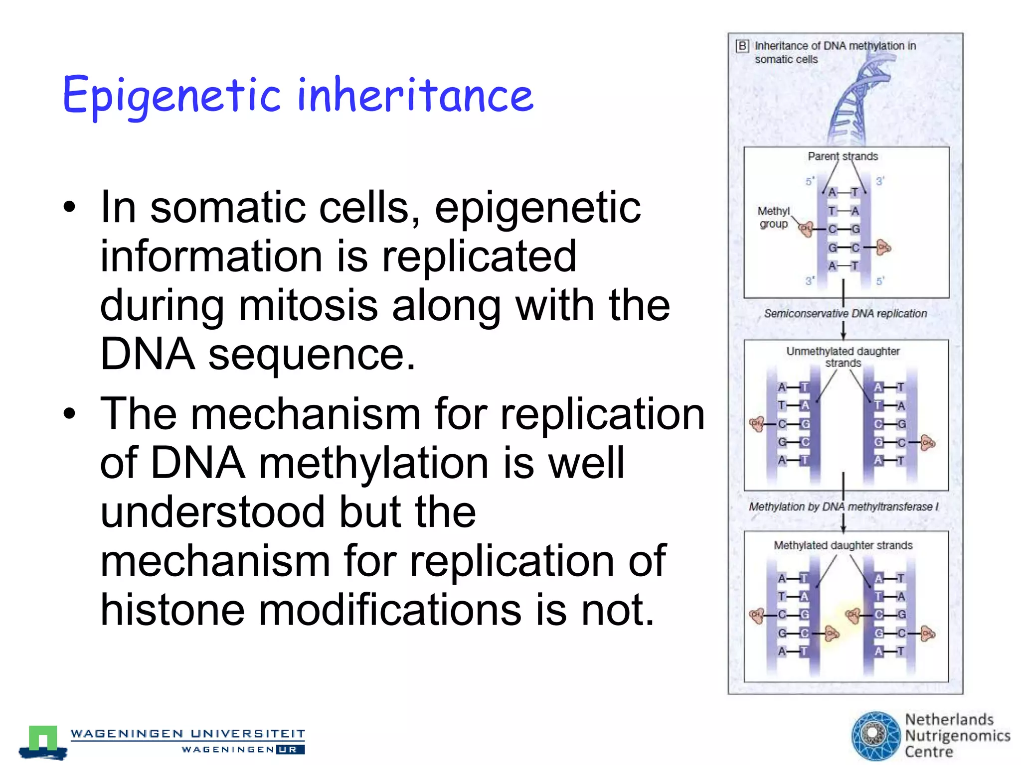 Short intro epigenetics & nutrigenomics& the early impact of nutrition | PPTX