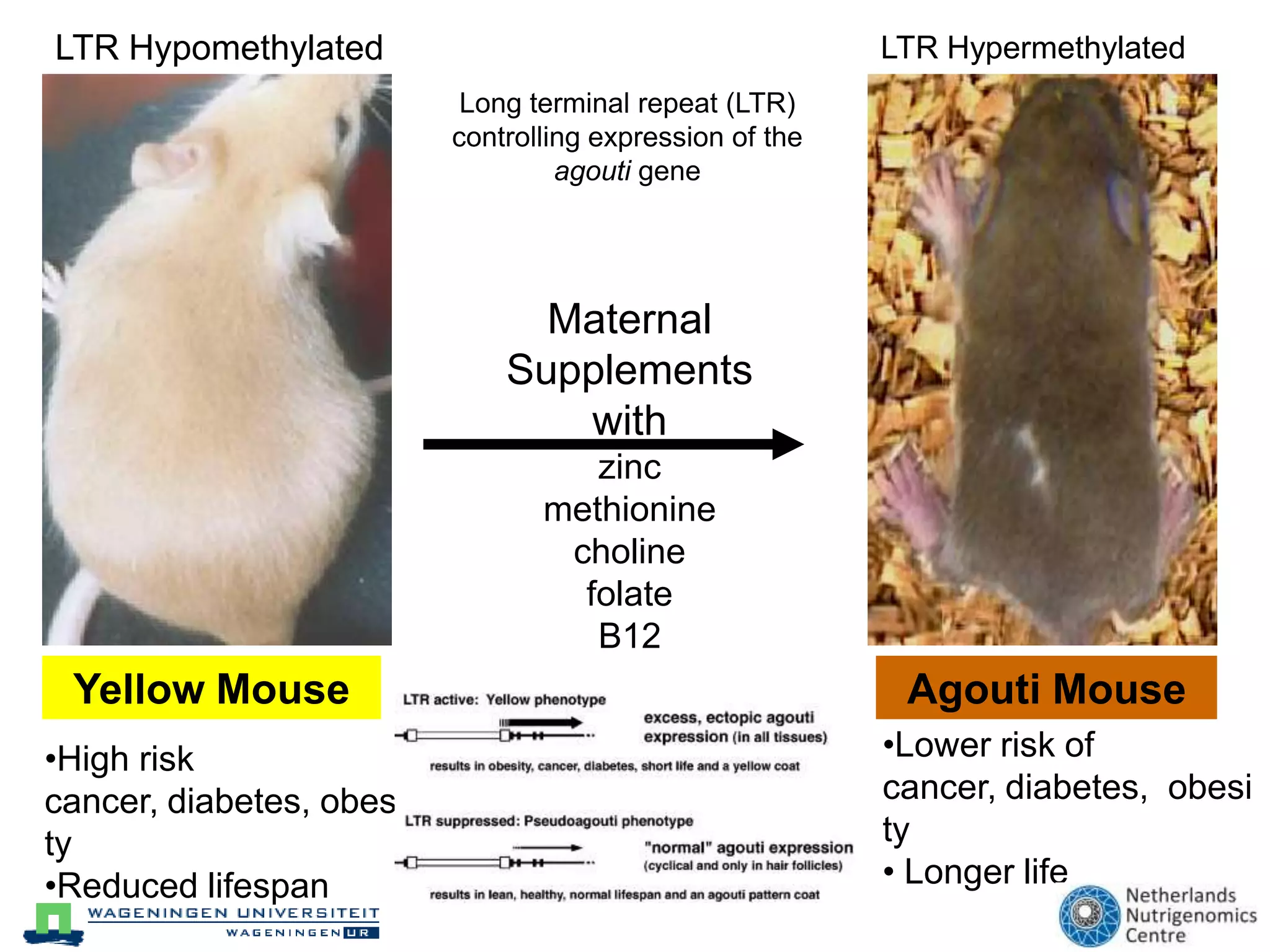 Short intro epigenetics & nutrigenomics& the early impact of nutrition | PPTX