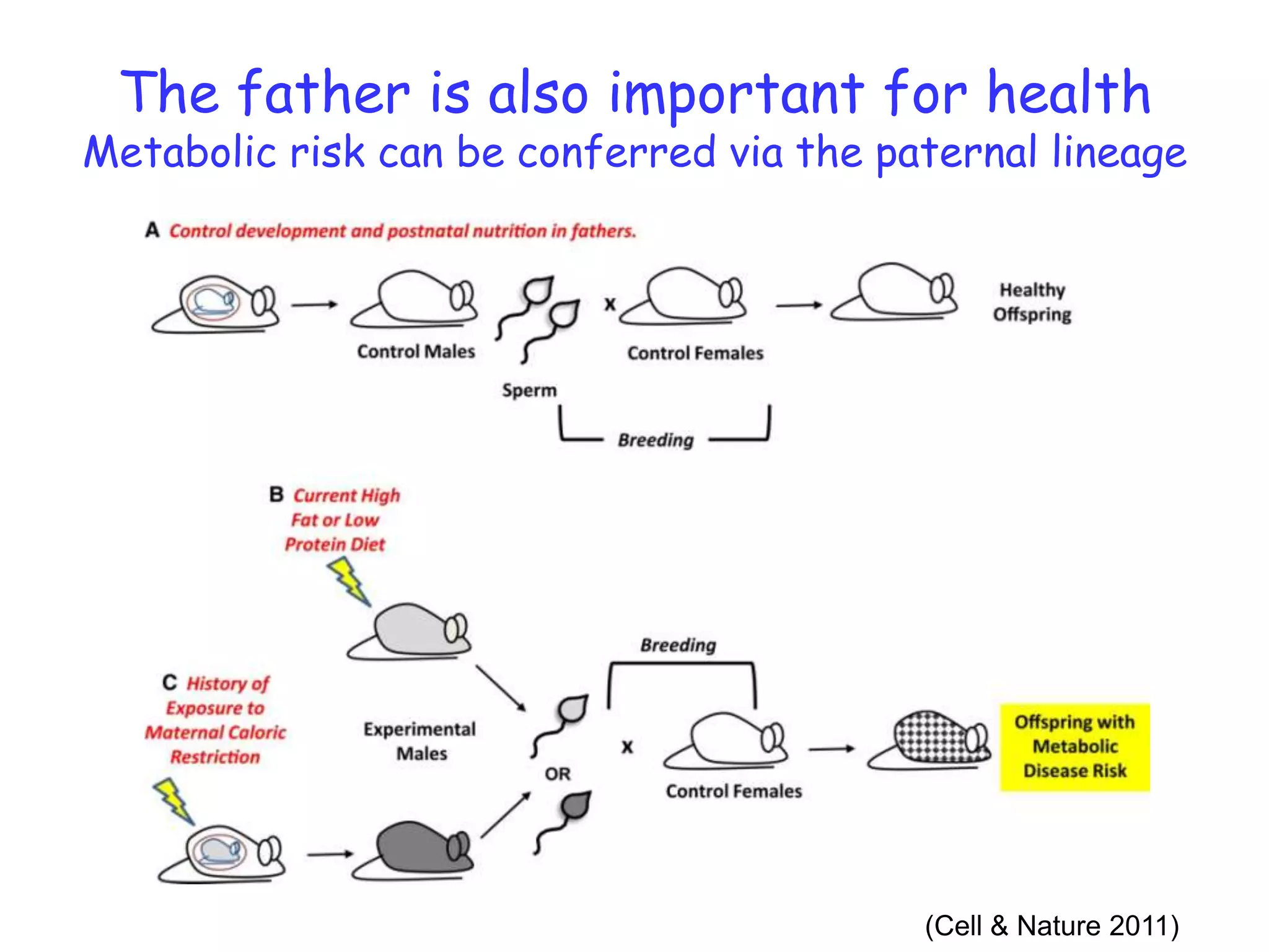 Short intro epigenetics & nutrigenomics& the early impact of nutrition ...