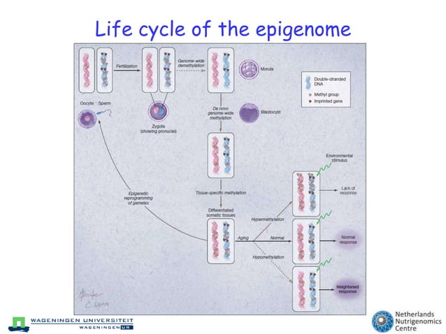 Short intro epigenetics & nutrigenomics& the early impact of nutrition | PPTX | Genetics | Science