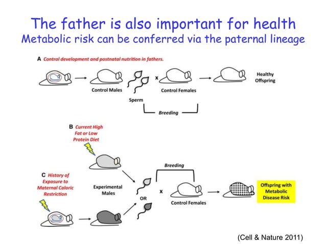 Short intro epigenetics & nutrigenomics& the early impact of nutrition | PPTX | Genetics | Science