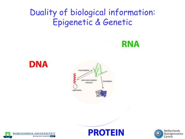 Short intro epigenetics & nutrigenomics& the early impact of nutrition | PPTX | Genetics | Science