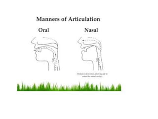 Speech Mechanism | PPTX