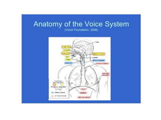 Speech Mechanism | PPTX