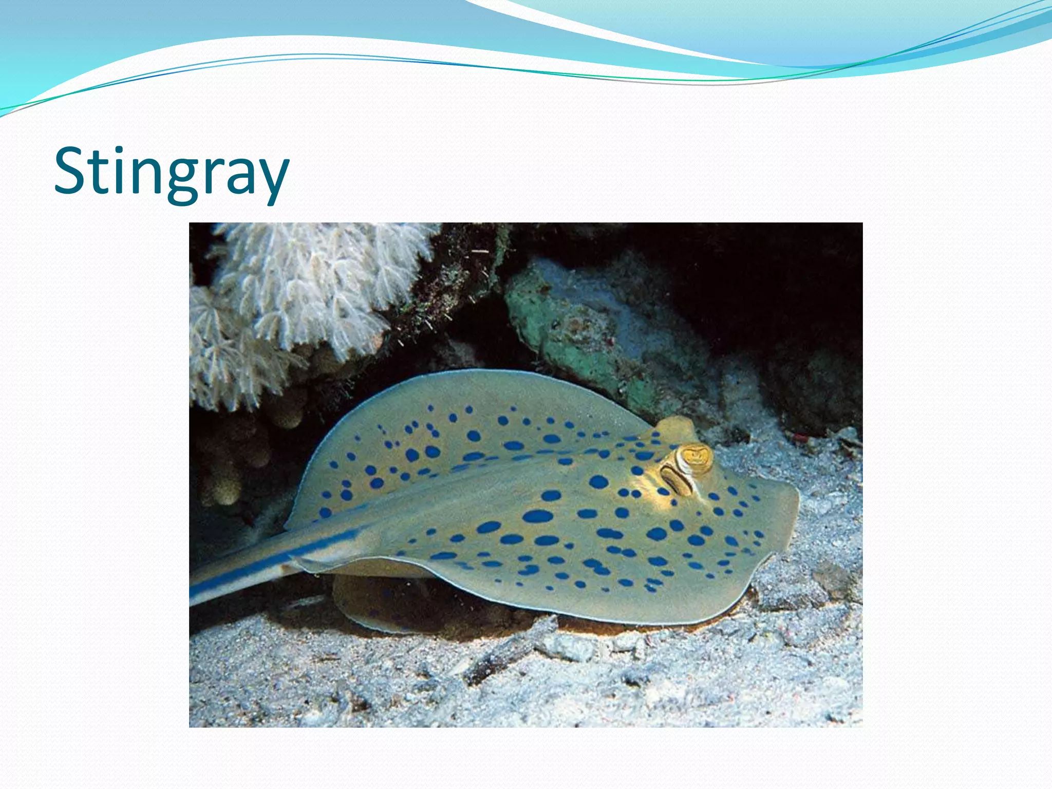 Voicethread powerpoint | PPTX