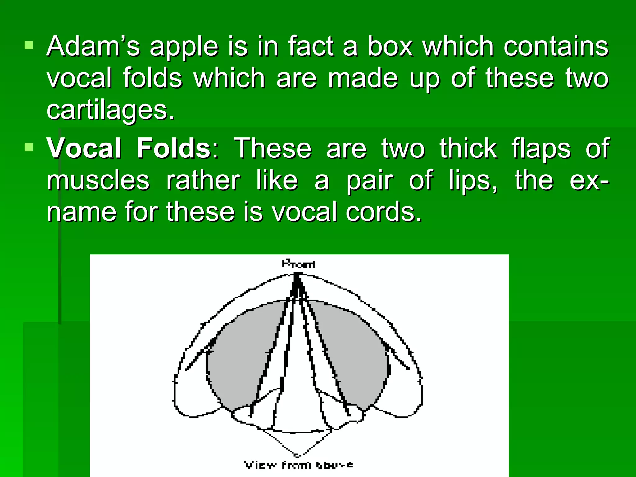 Voicing And Consonants | PPT