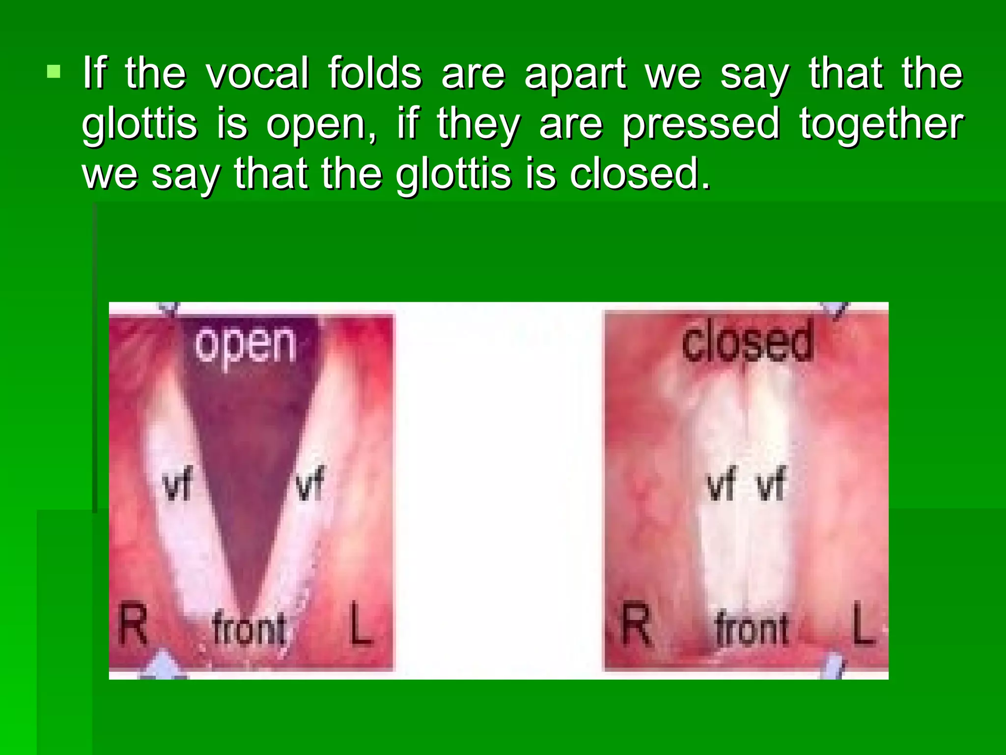 Voicing And Consonants | PPT