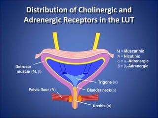 VOIDING DYS TEACHING Overactive_Bladder management plane..ppt