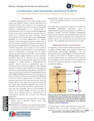 La neurona y sus funciones: una breve historia | PDF