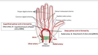 VOLAR APPROACH TO WRIST.pptx | First Aid | Injuries