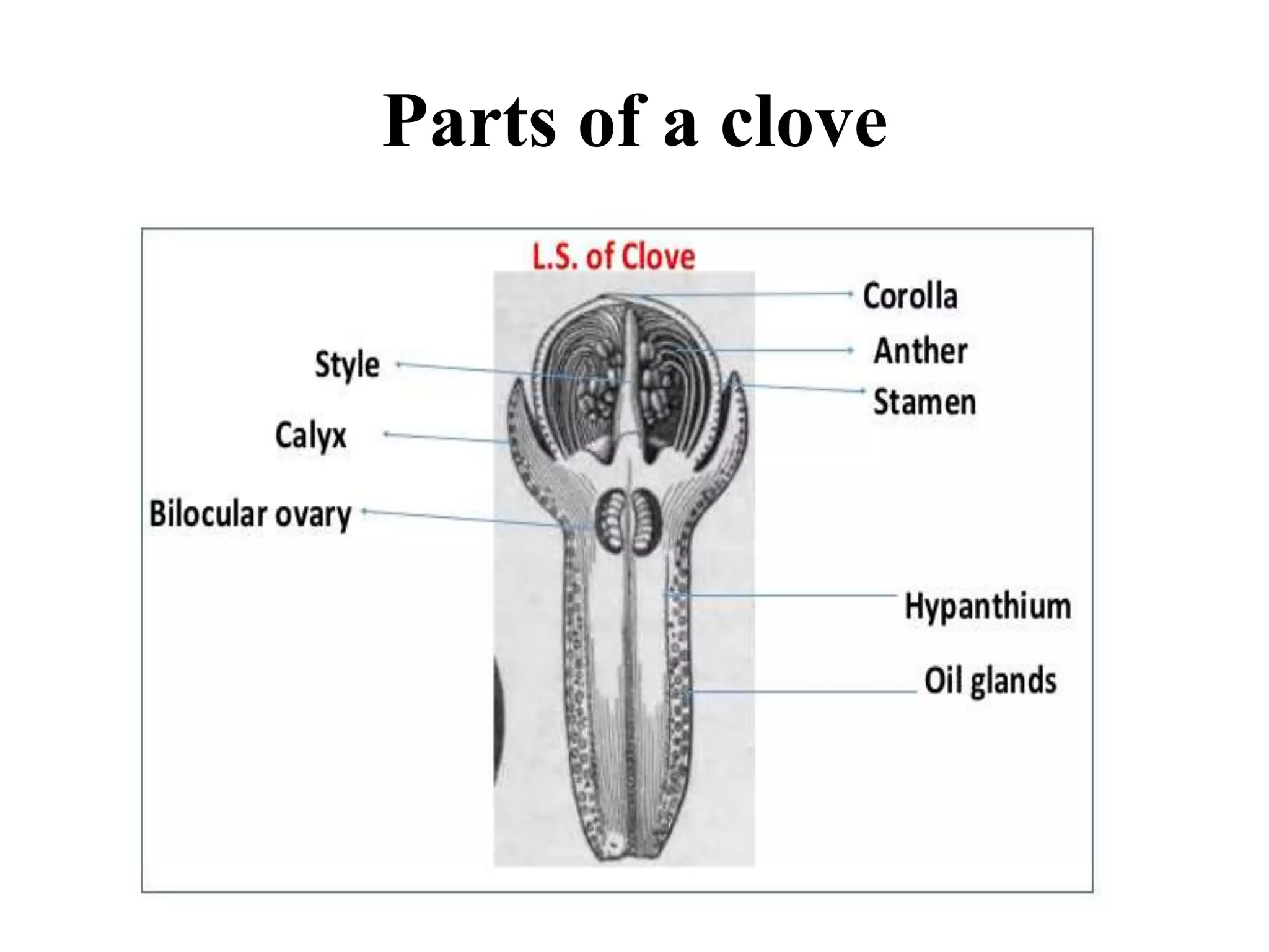 Volatile oil and fixed oil contaning crude drugs | PPTX