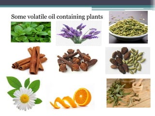 VOLATILE OILS.pptx