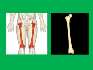 Voleu conèixer el nostre esquelet | PPTX | Death, Injury, or Military Conflict | Sensitive Topics