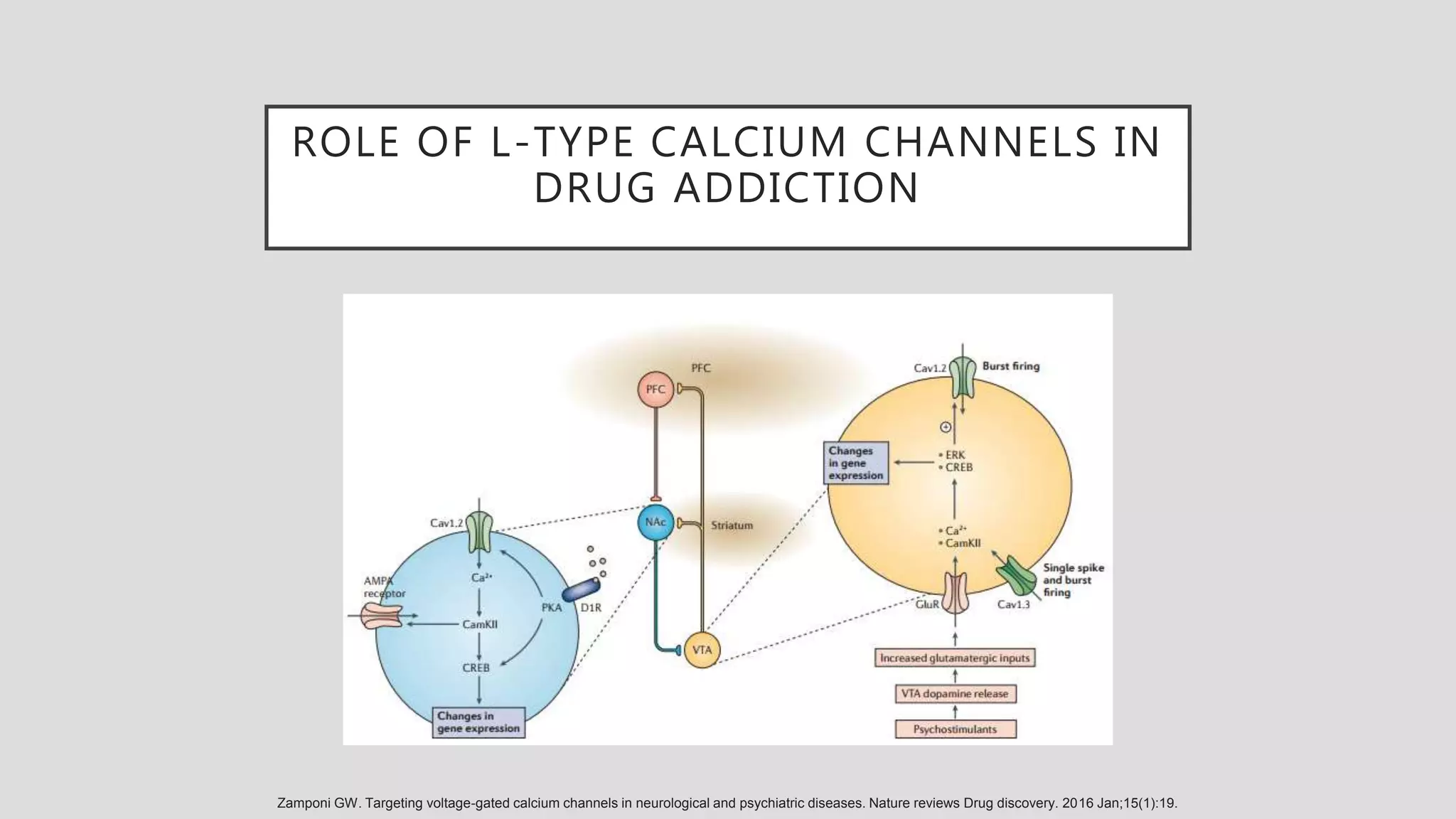Voltage Gated Calcium Channels (VGCC) and Its Role in Neurological ...