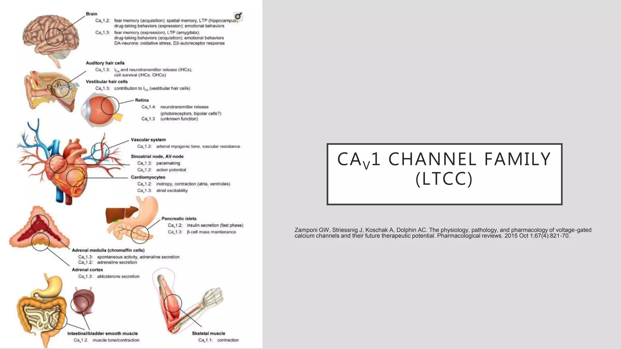 Voltage Gated Calcium Channels (VGCC) and Its Role in Neurological ...