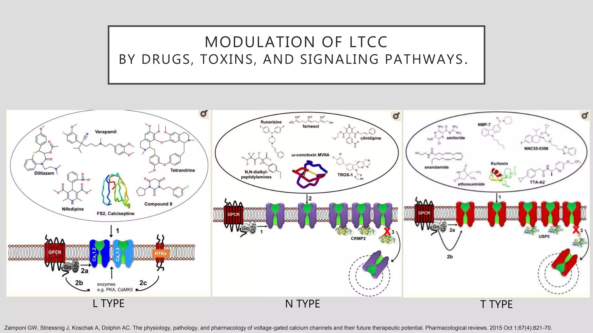 Voltage Gated Calcium Channels (VGCC) and Its Role in Neurological ...