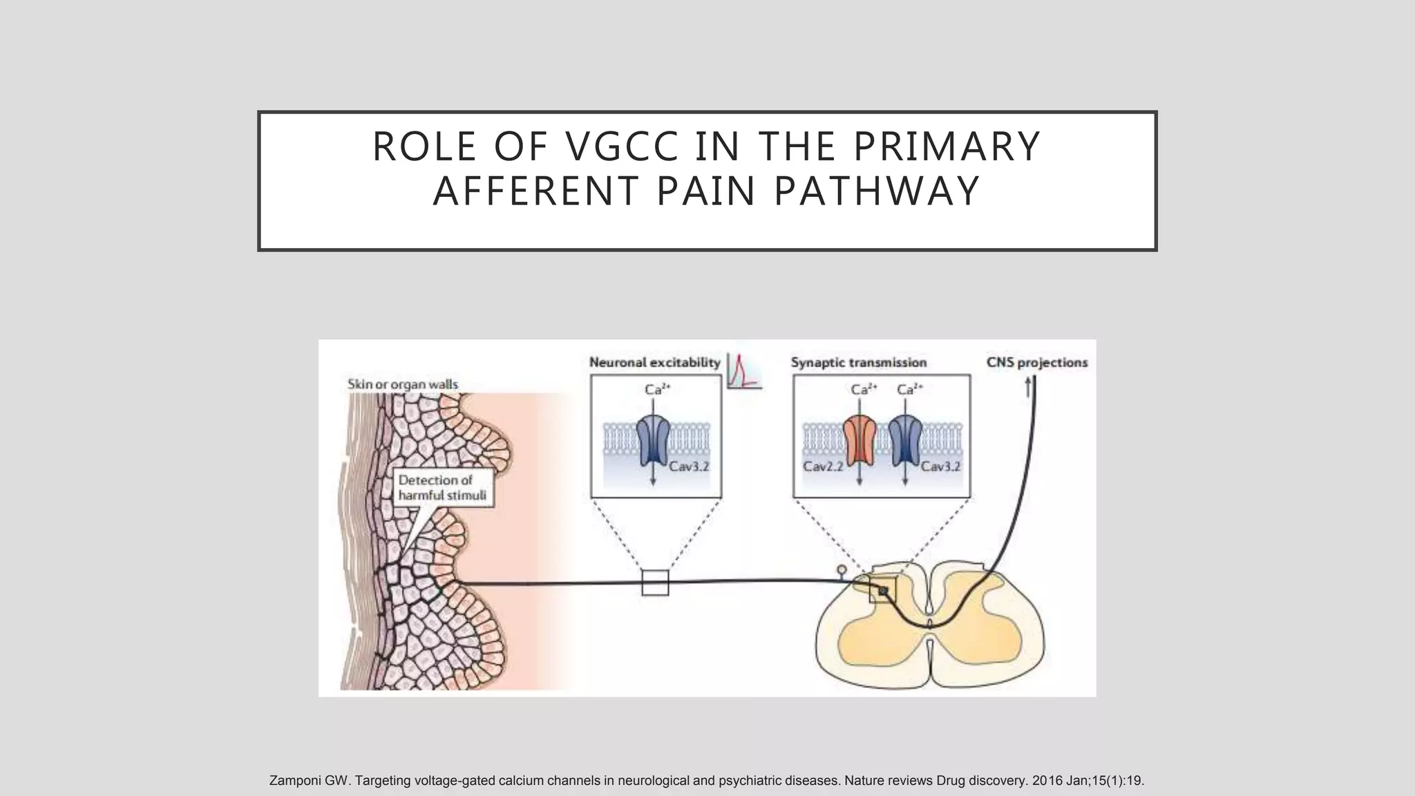Voltage Gated Calcium Channels (VGCC) and Its Role in Neurological ...