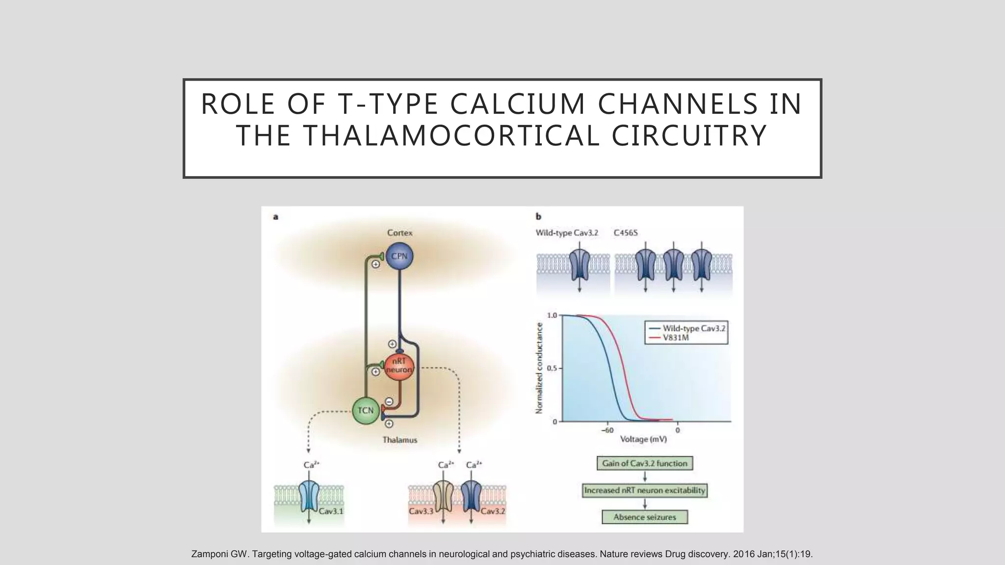 Voltage Gated Calcium Channels (VGCC) and Its Role in Neurological ...