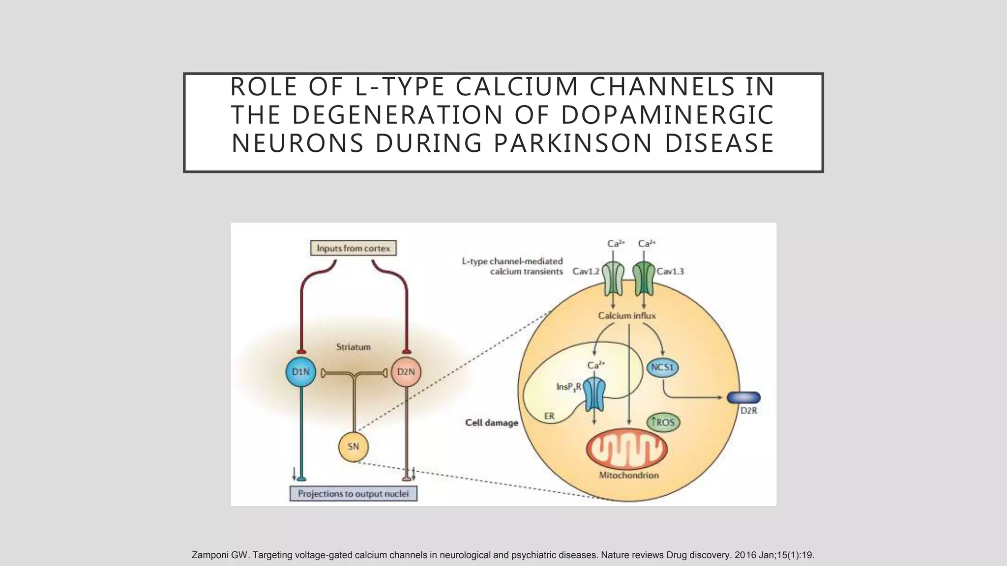 Voltage Gated Calcium Channels (VGCC) and Its Role in Neurological ...