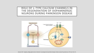 Voltage Gated Calcium Channels In Neurons
