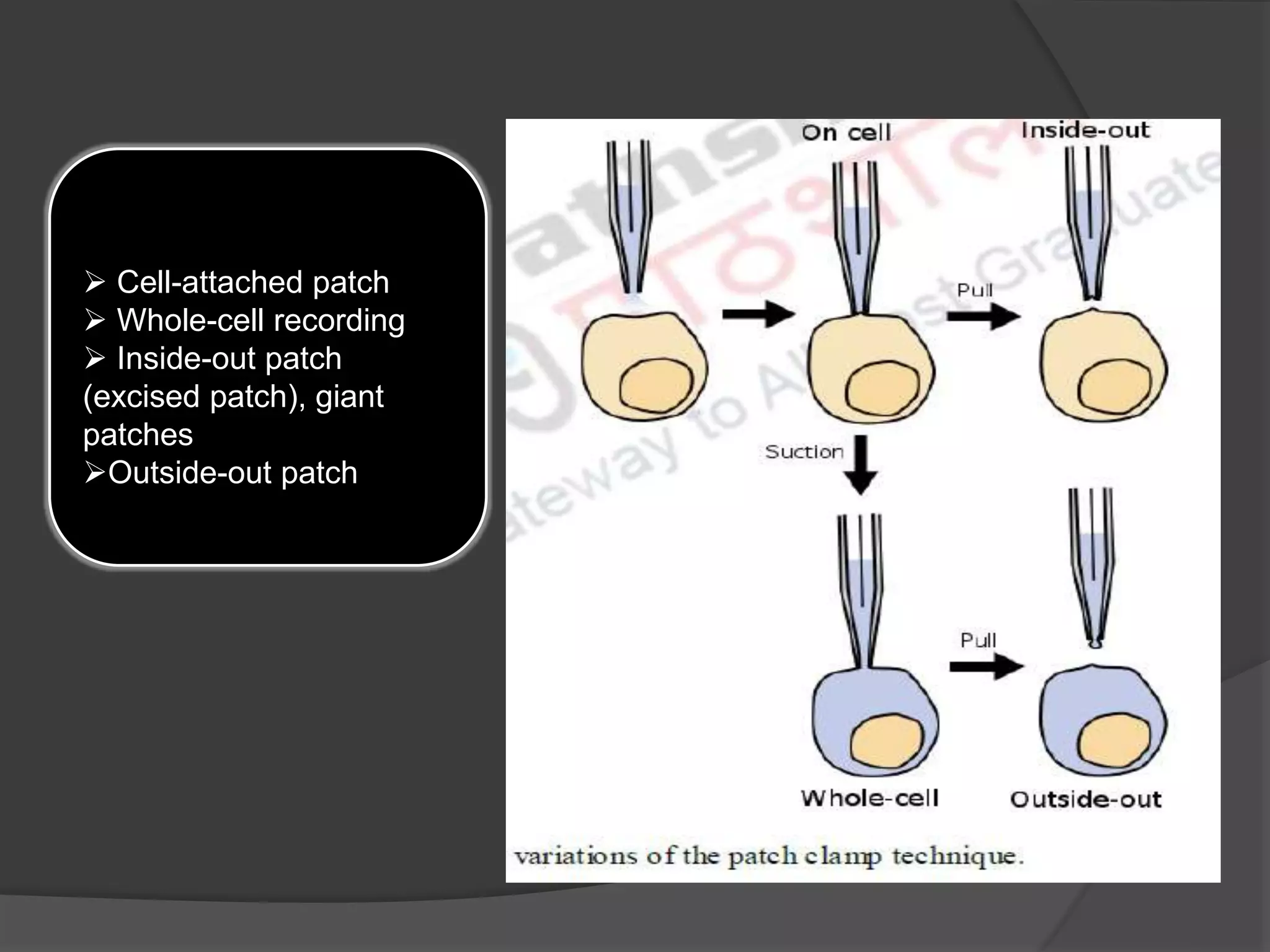 Voltage and patch clamping | PPTX