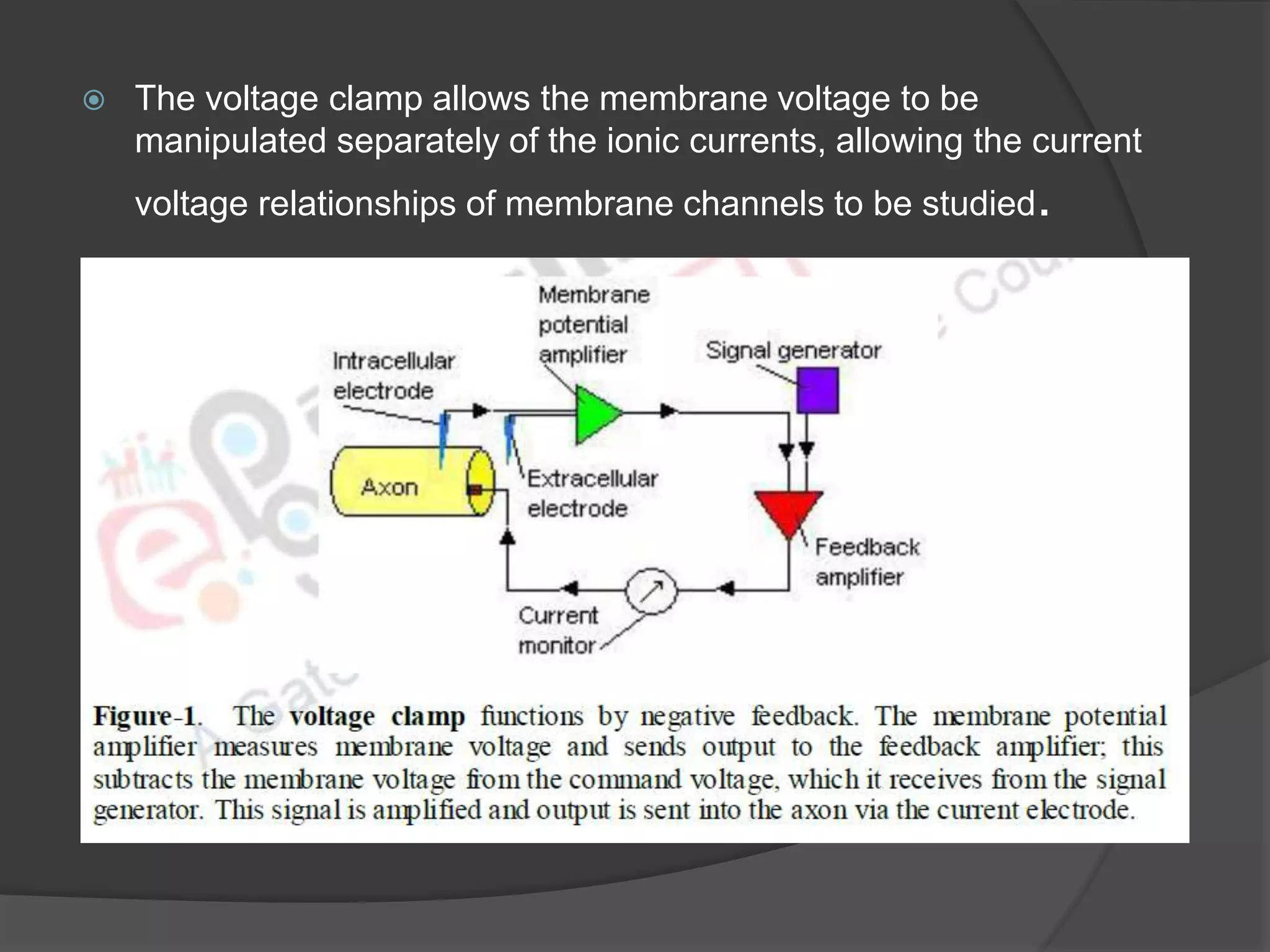 Voltage and patch clamping | PPTX