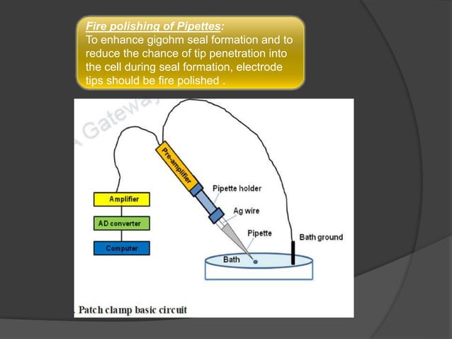 Voltage and patch clamping | PPT
