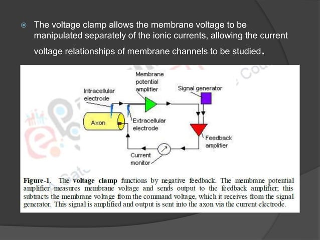 Voltage and patch clamping | PPT