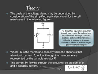Voltage and patch clamping | PPTX