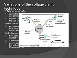 Voltage and patch clamping | PPTX