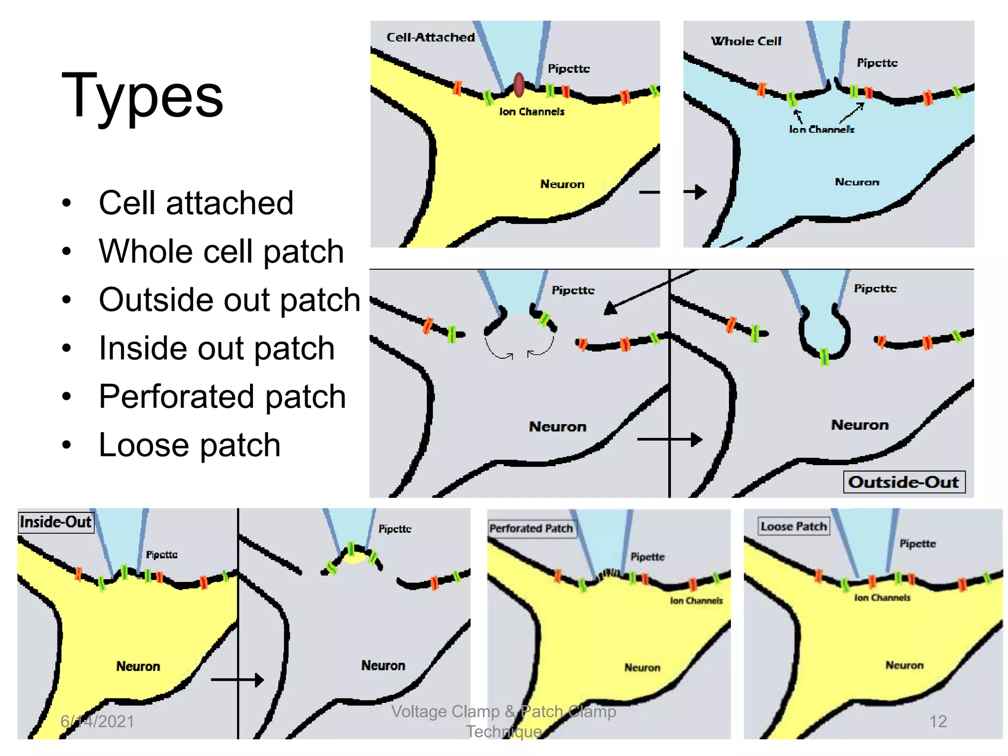 Voltage Clamp Technique | PPTX