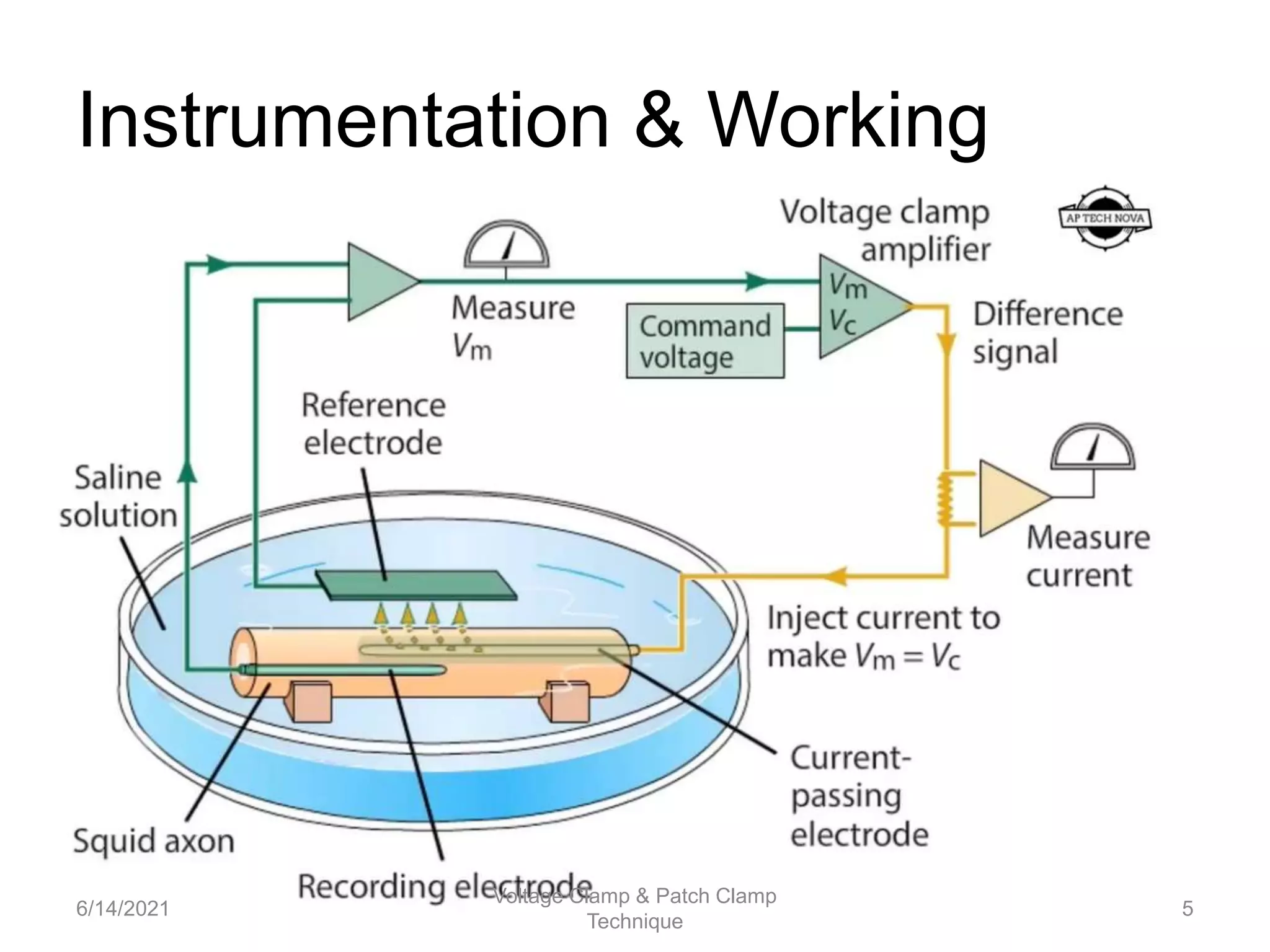 Voltage Clamp Technique | PPTX